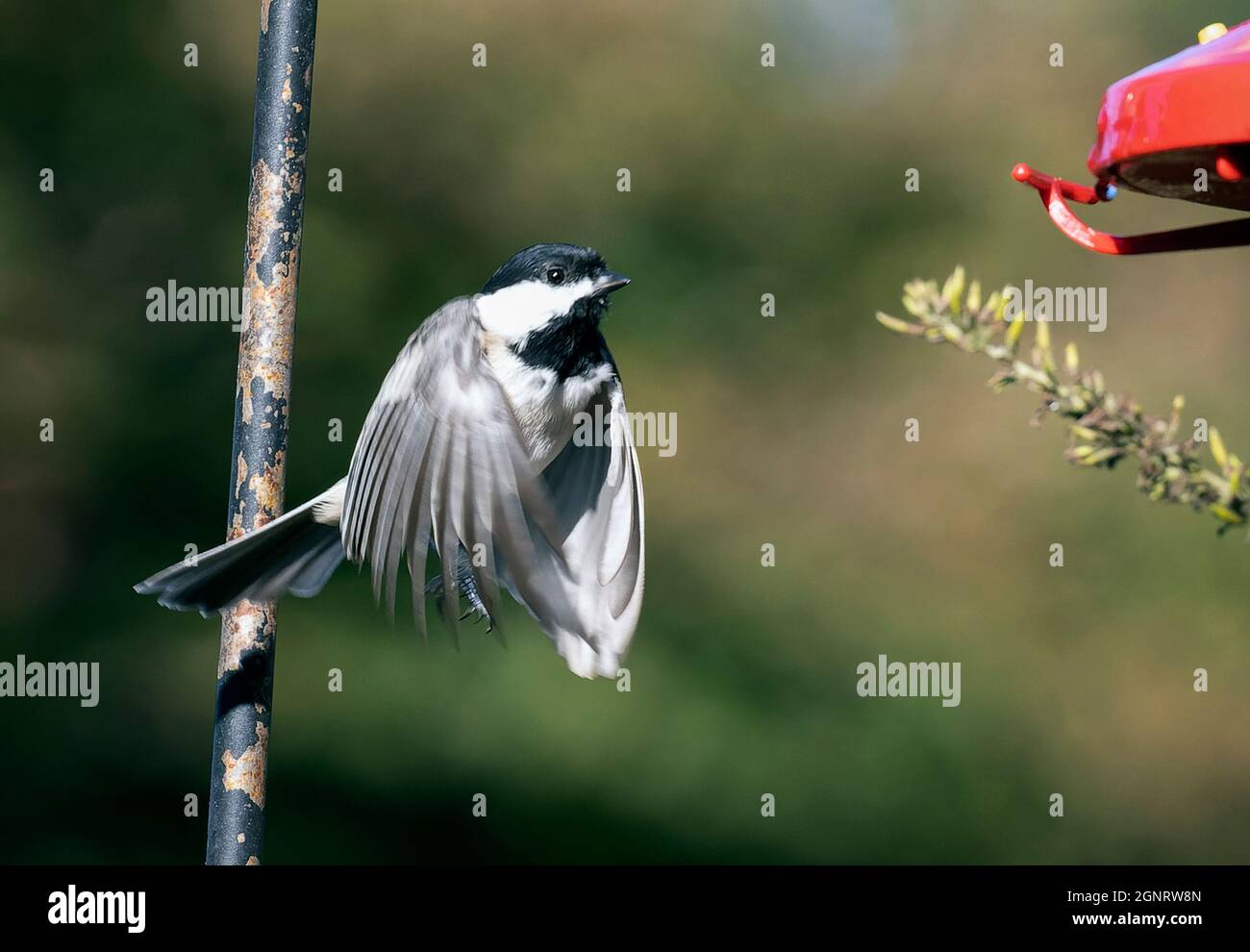 Chickadee in flight hi-res stock photography and images - Alamy