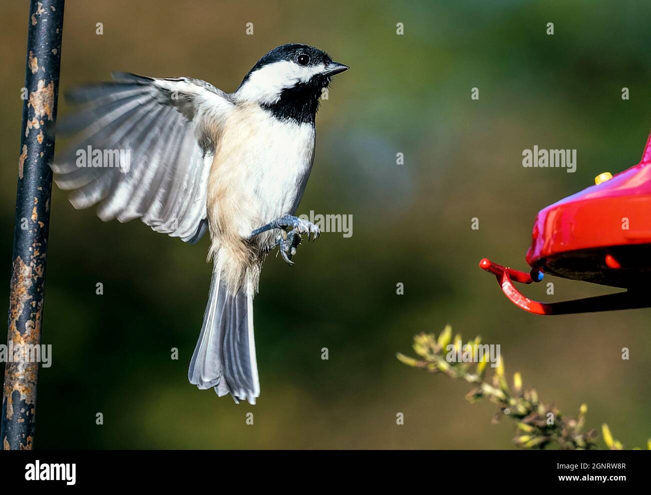 Carolina Chickadee takes flight Stock Photo - Alamy