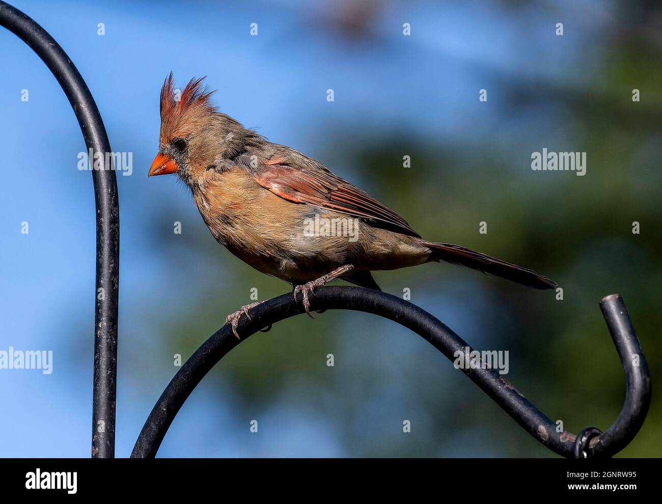 northern cardinal balances on a high metal perch Stock Photo - Alamy
