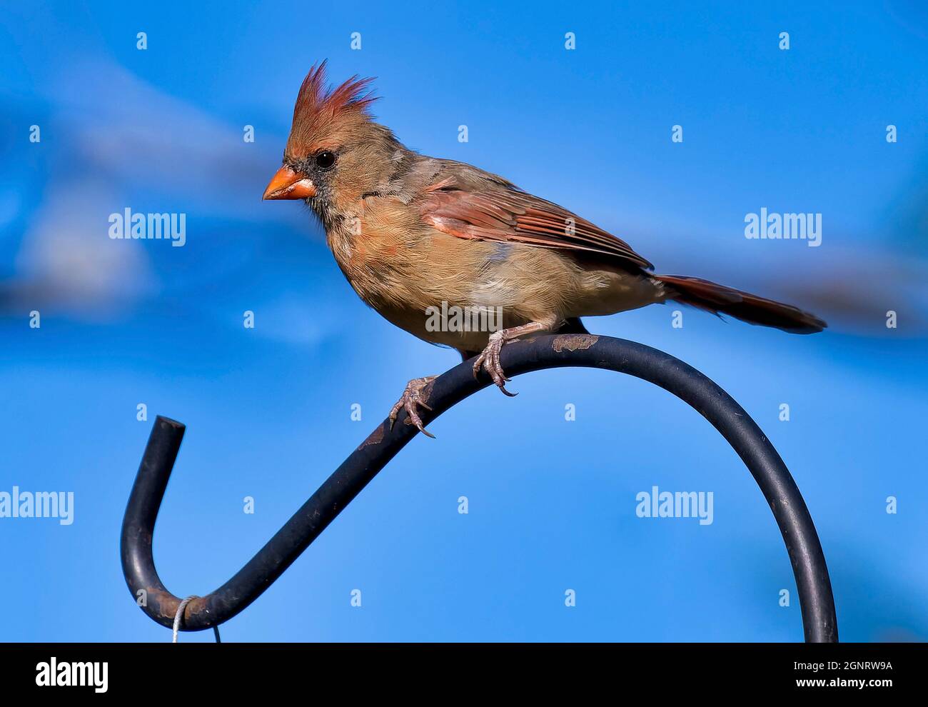 northern cardinal balances on a high metal perch Stock Photo - Alamy
