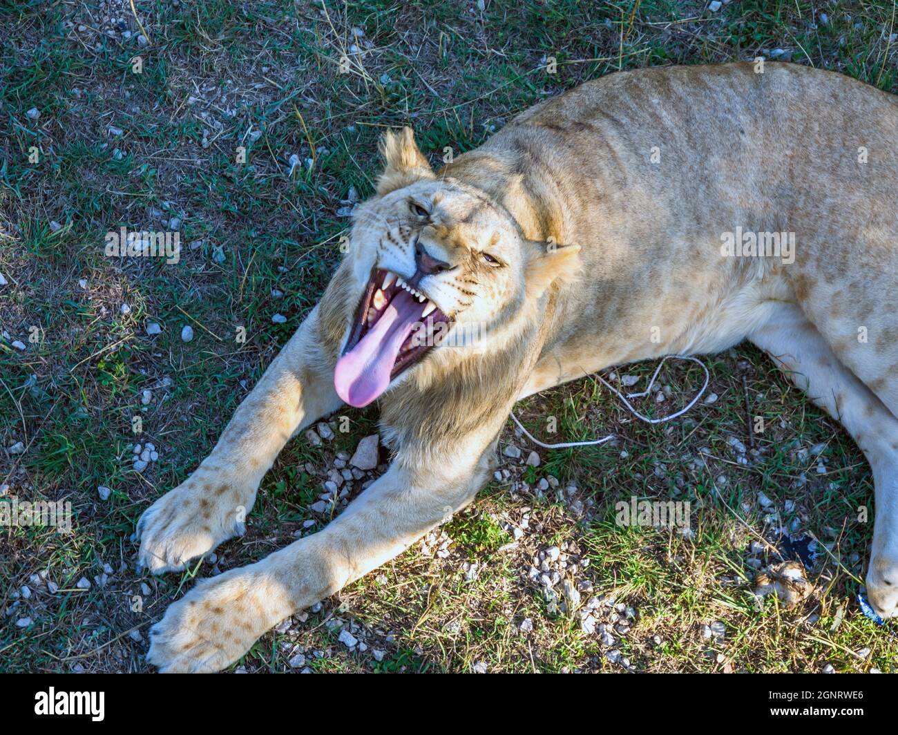 Taigan park hi-res stock photography and images - Alamy