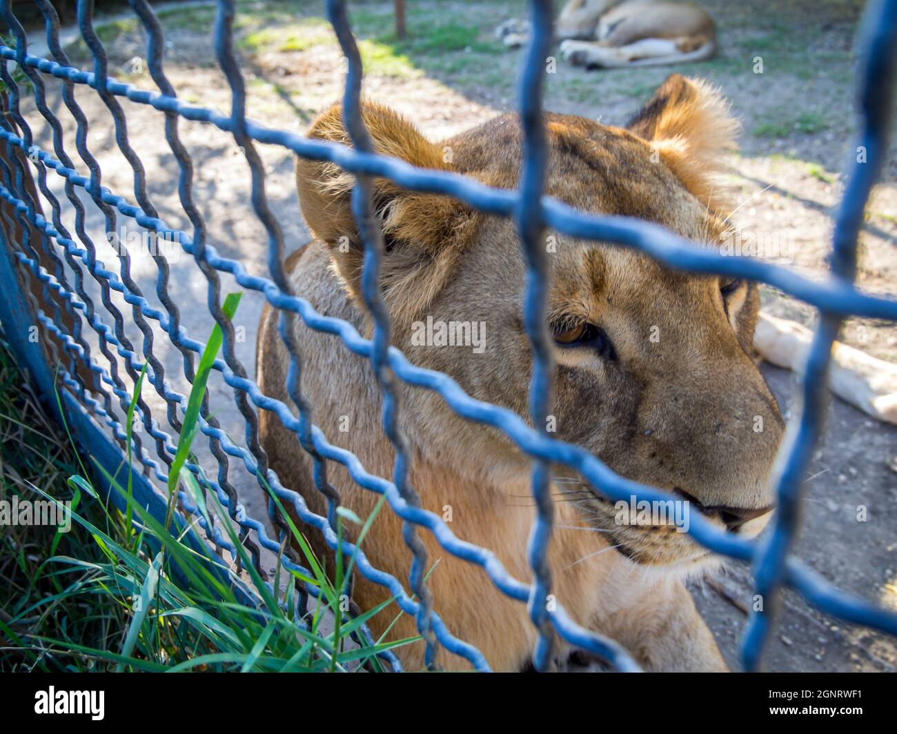 A lioness in captivity behind a net of an aviary Stock Photo - Alamy