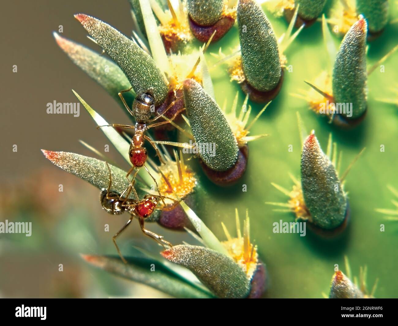 Taken with a 105mm Macro Lens, a pair of tiny Southern Fire Ants ...