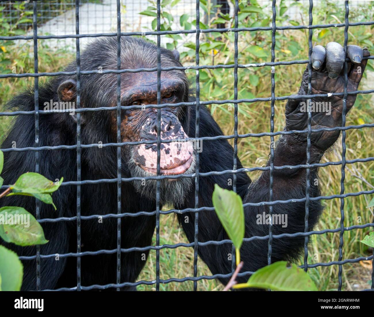 A sad chimpanzee stands alone at the grate of the aviary Stock Photo ...