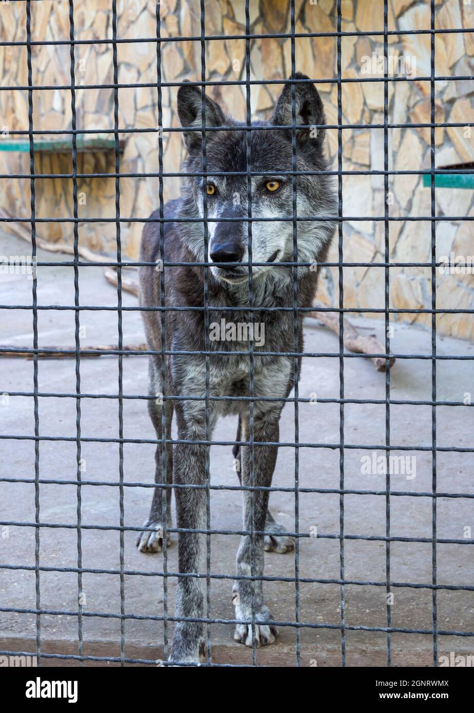 Zoo wolf fence hi-res stock photography and images - Alamy