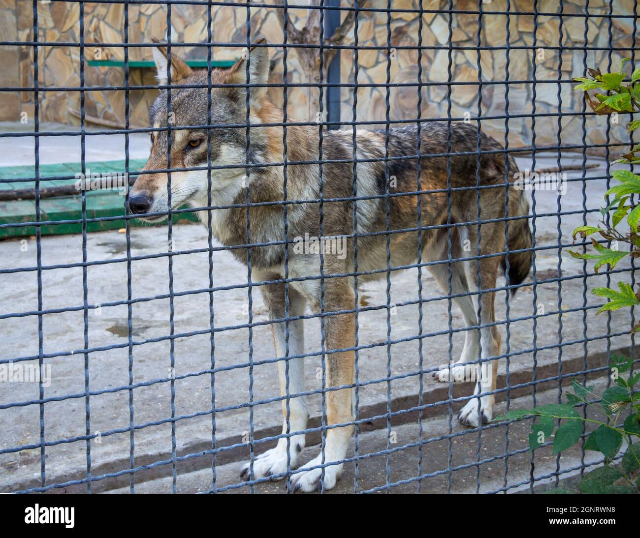 A wolf in captivity behind a net of an aviary Stock Photo - Alamy