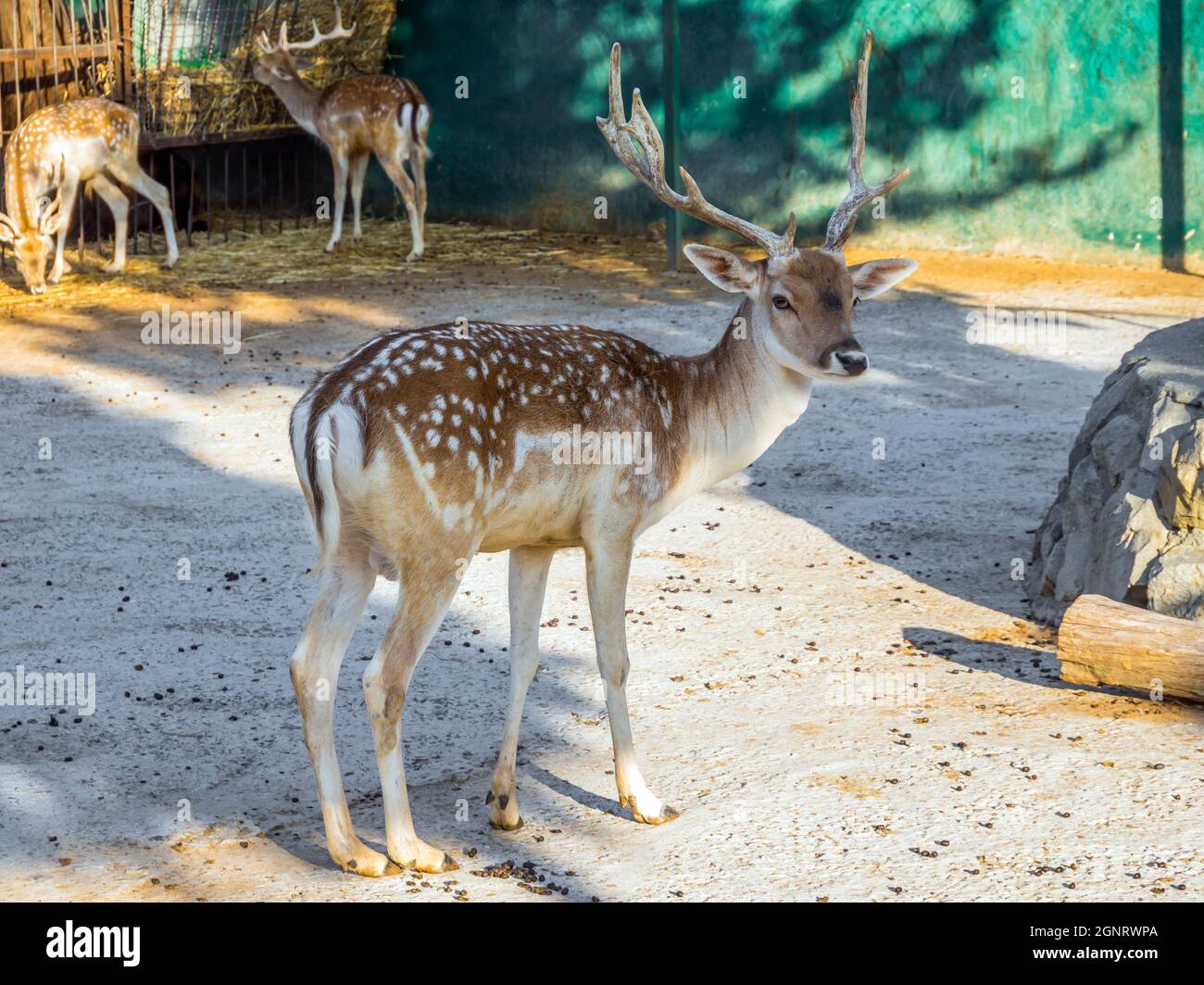 European ruminants hi-res stock photography and images - Alamy