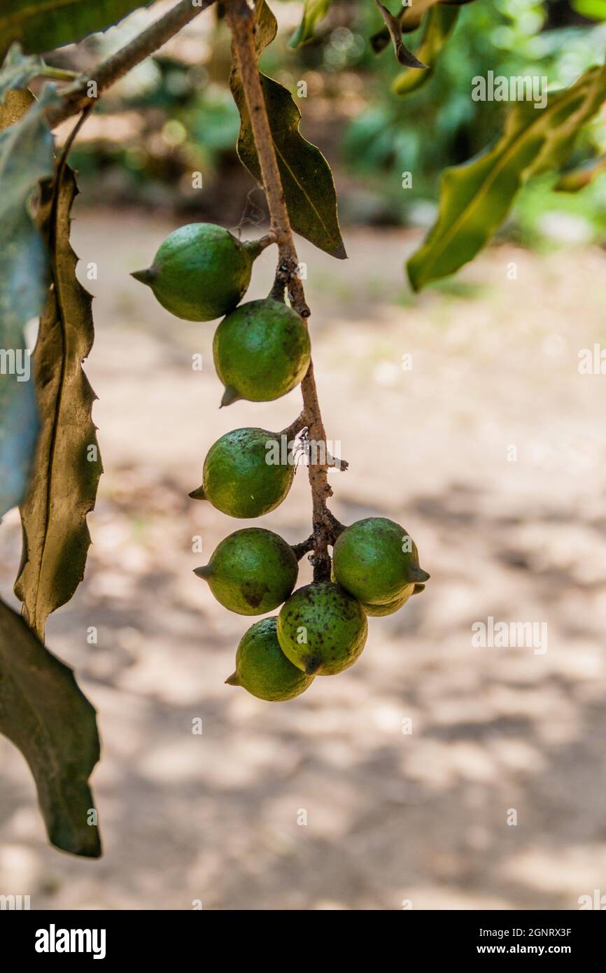 Macadamia nut tree hi-res stock photography and images - Alamy
