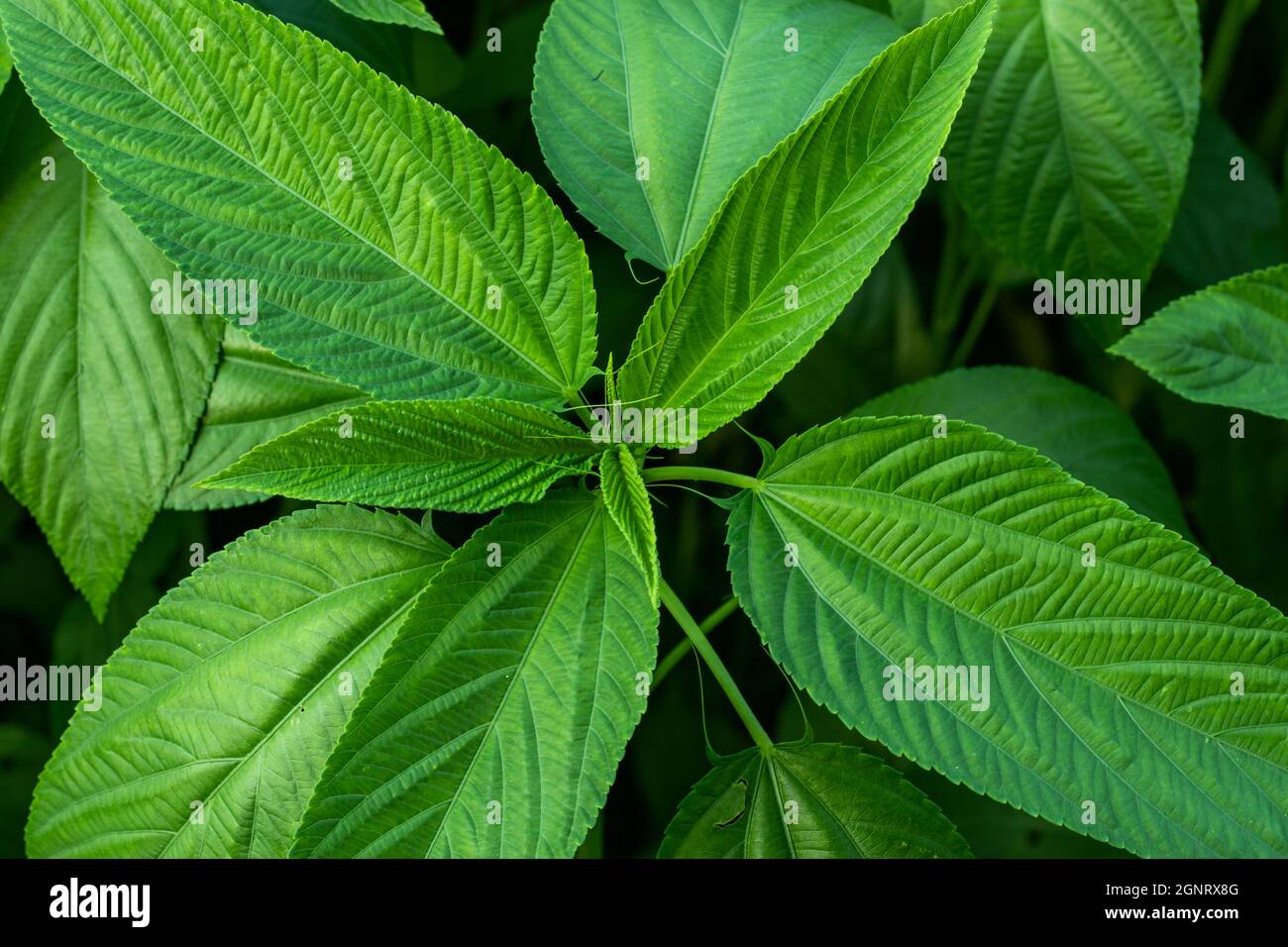 The leaves of Jute Mallow, saluyot, pat, allyott are widely eaten as a ...