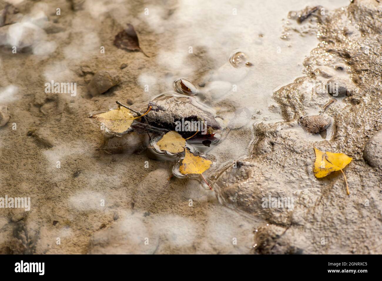Autumn leaves over a sandy beach Stock Photo - Alamy