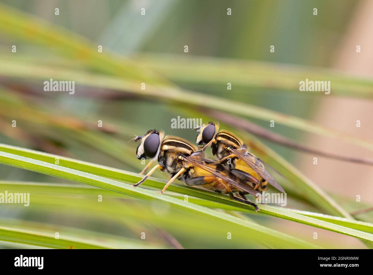Sun Fly (Helophilus pendulus) aka Tiger Hoverfly aka The Footballer ...