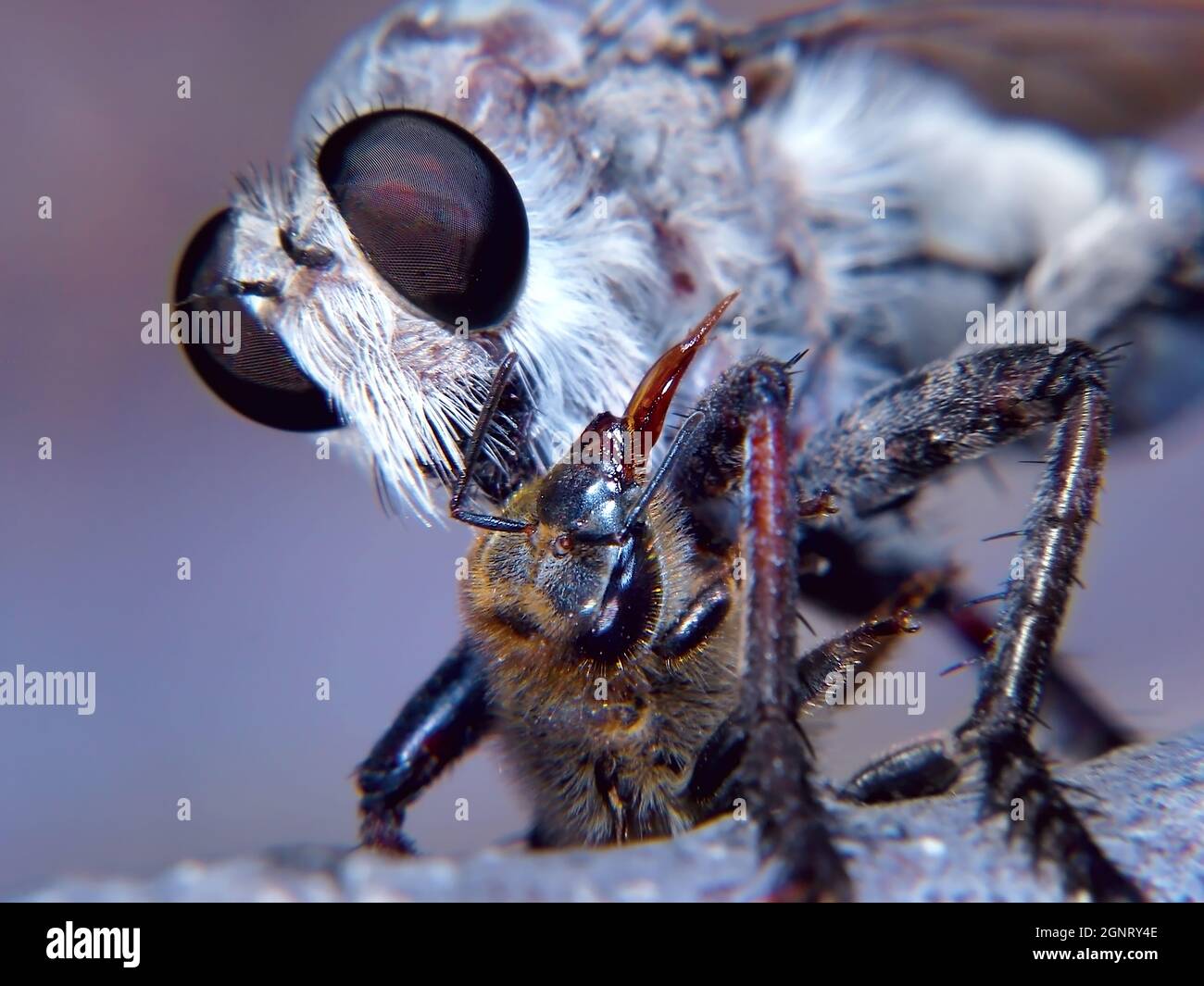 A predatory Robber Fly native to Arizona, family Asilidae, feeding on a ...
