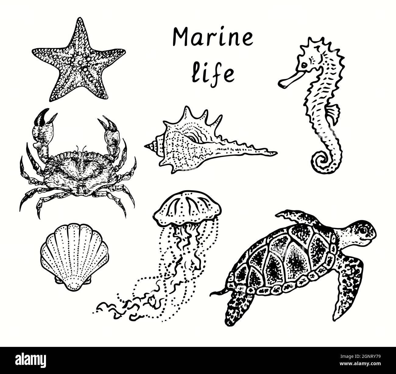 Underwater Sea Life Drawings