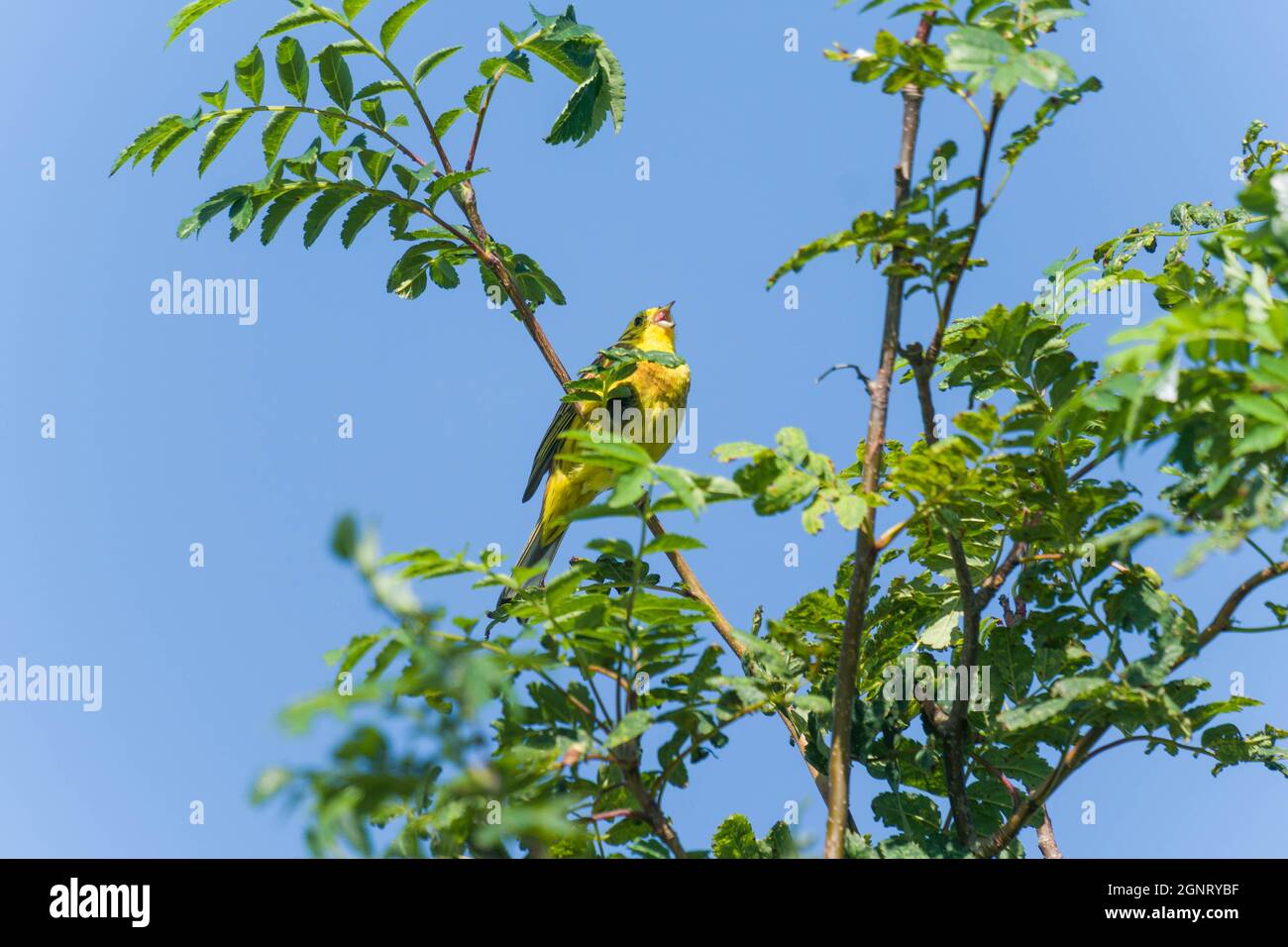 Male Yellowhammer (Emberiza citrinella) singing in the top of a Rowan ...