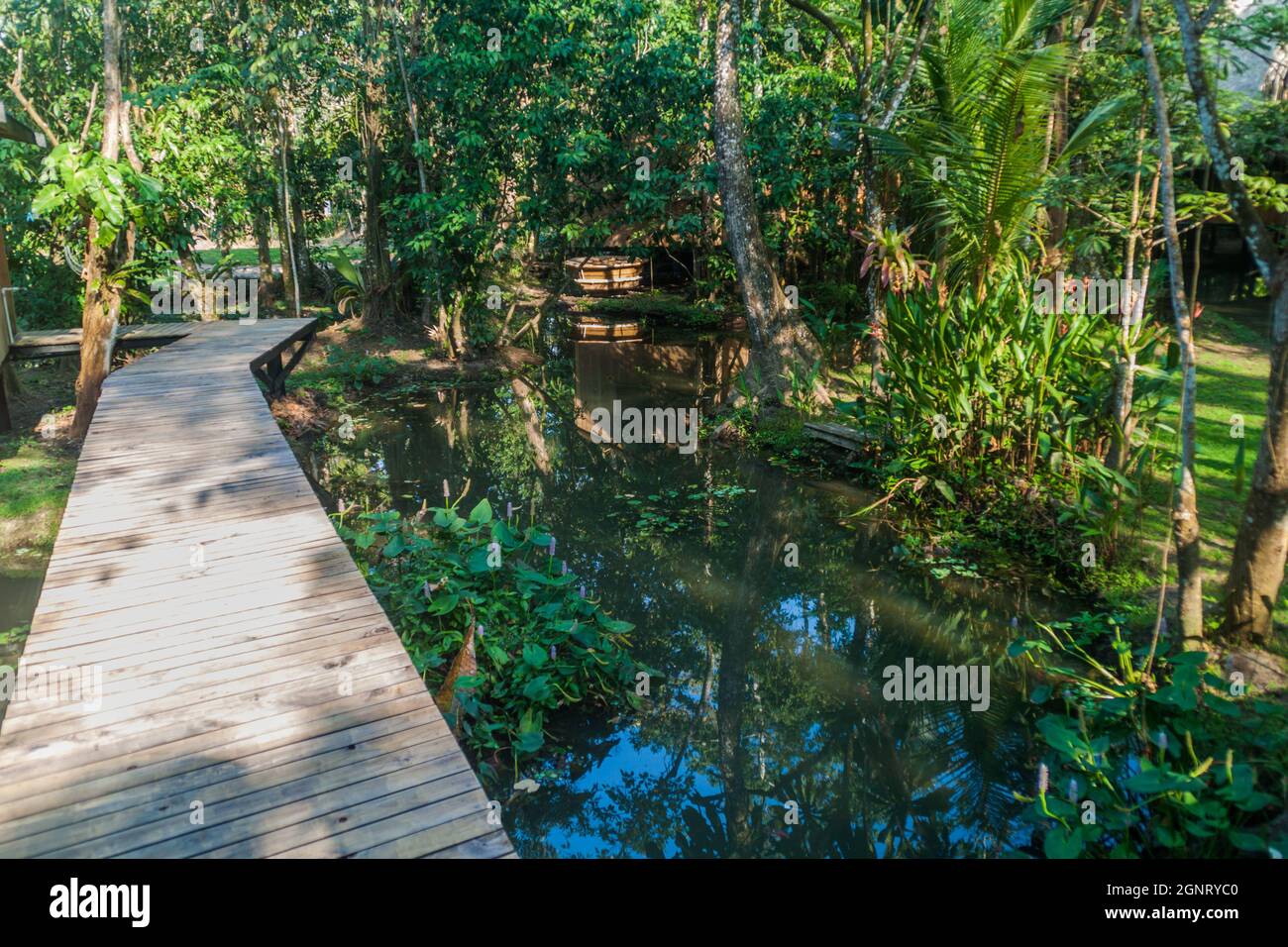 Boardwalk in a jungle near Rio Dulce river, Guatemala Stock Photo - Alamy