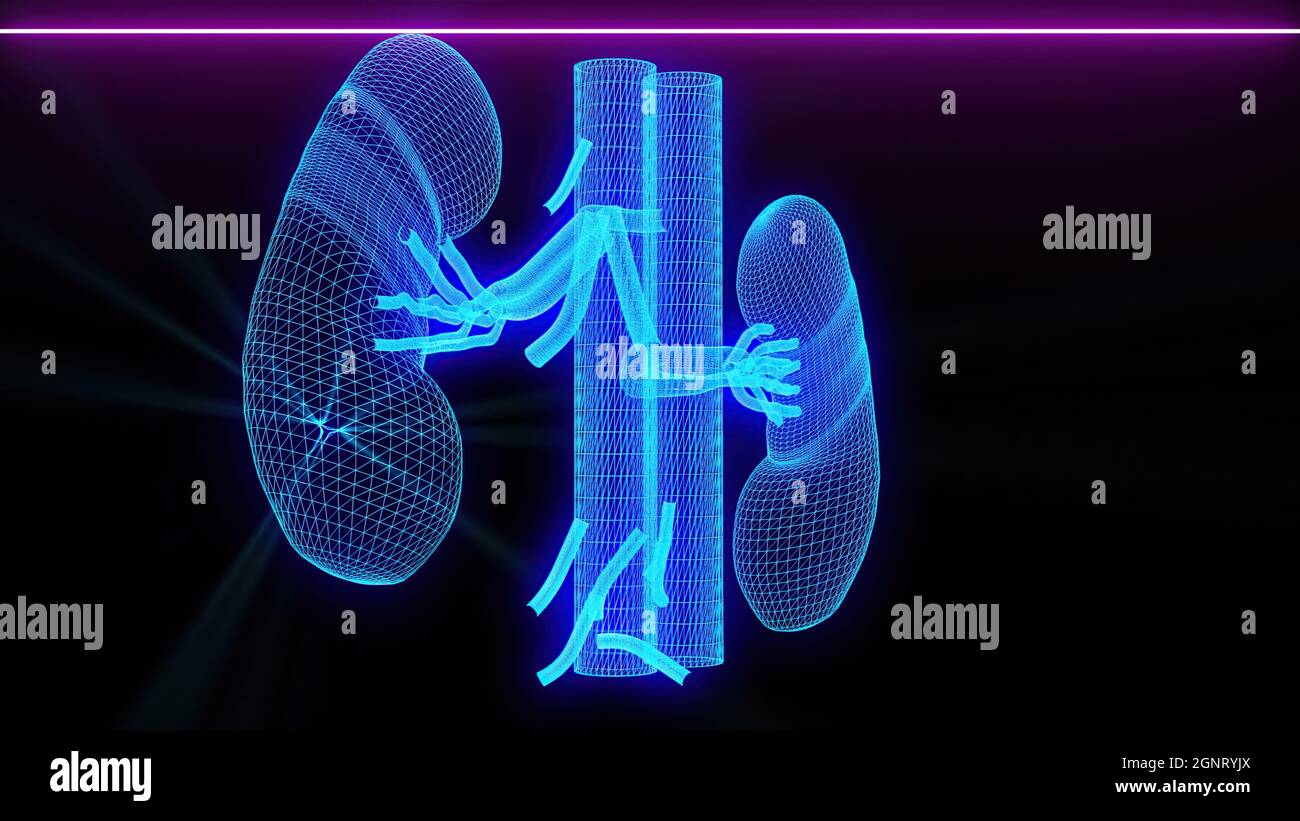 3d illustration - Medical scan of Kidneys Stock Photo - Alamy