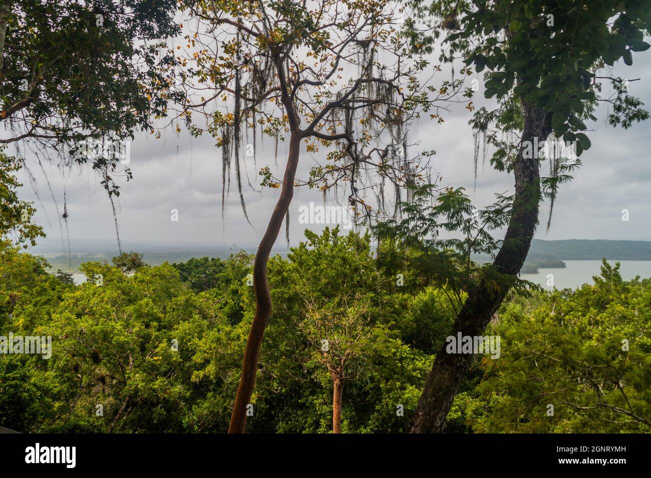 Yaxha jungle hi-res stock photography and images - Alamy