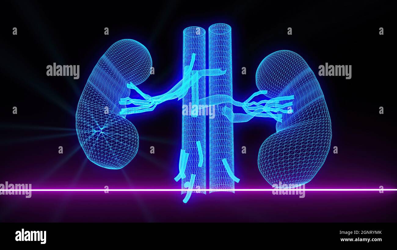3d illustration - Medical scan of Kidneys Stock Photo - Alamy