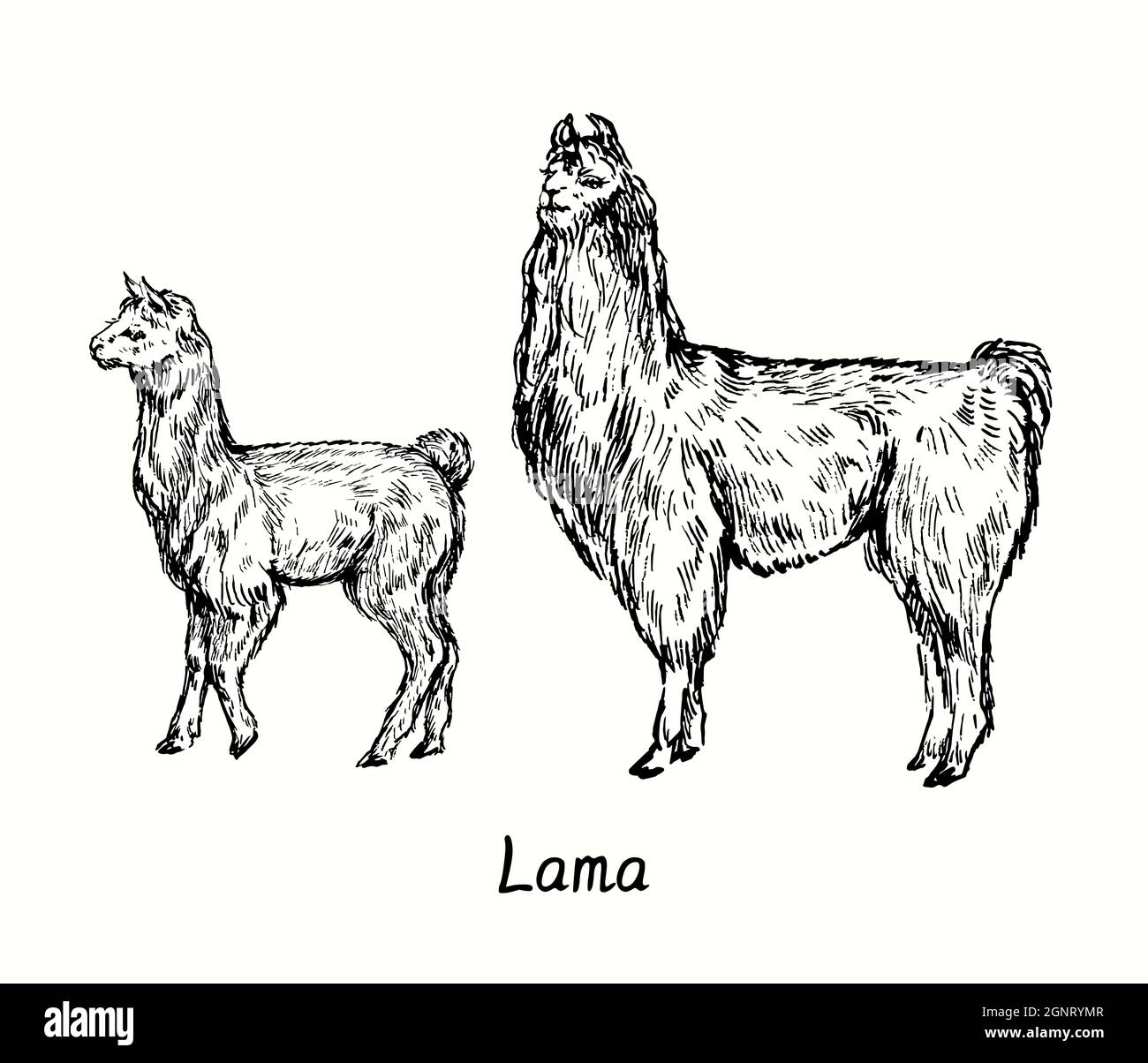 Lama with cria (baby) standing side view. Ink black and white doodle ...