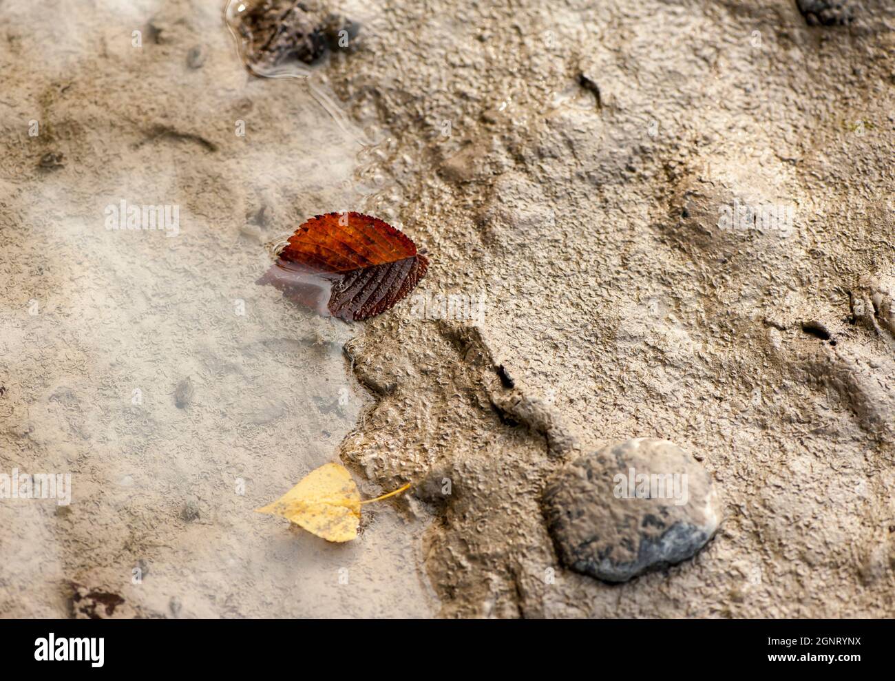 Autumn leaves over a sandy beach Stock Photo - Alamy