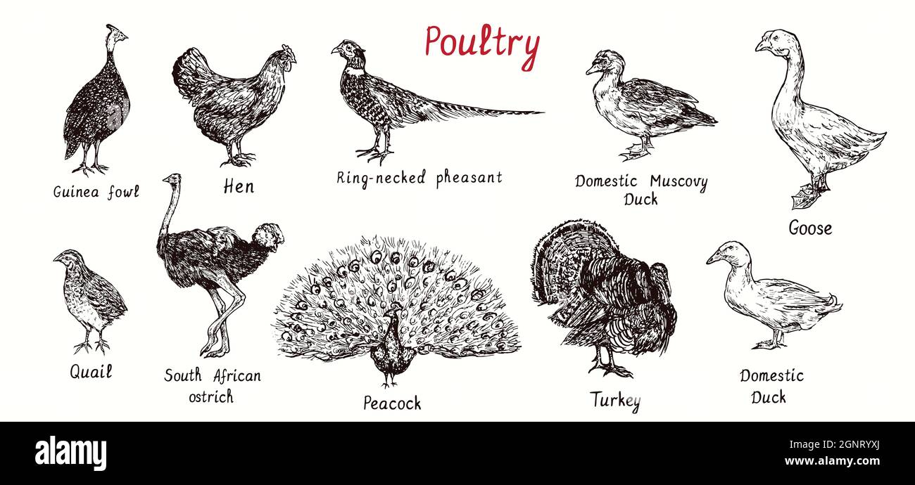 Poultry large collection, isolated birds with inscriptions. Ink black ...