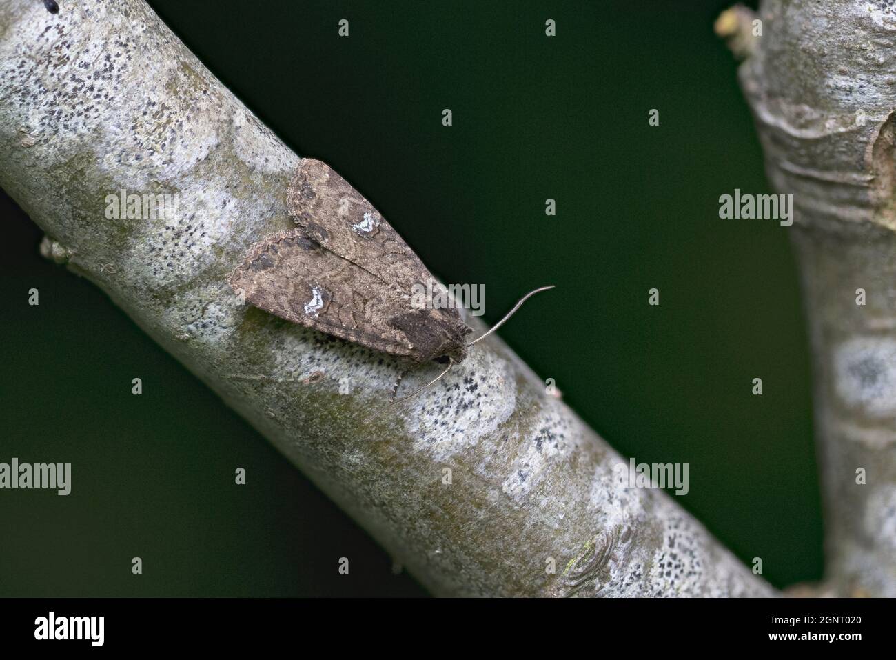 Lesser common rustic hi-res stock photography and images - Alamy