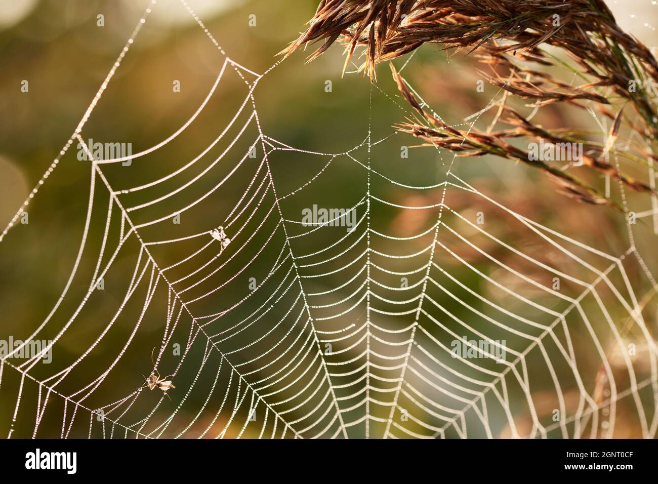 Spider web with dew drops and trapped insects in the reed Stock Photo ...