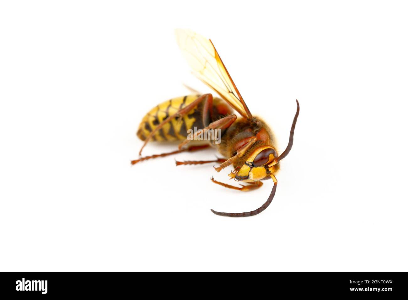 Ground hornet hi-res stock photography and images - Alamy