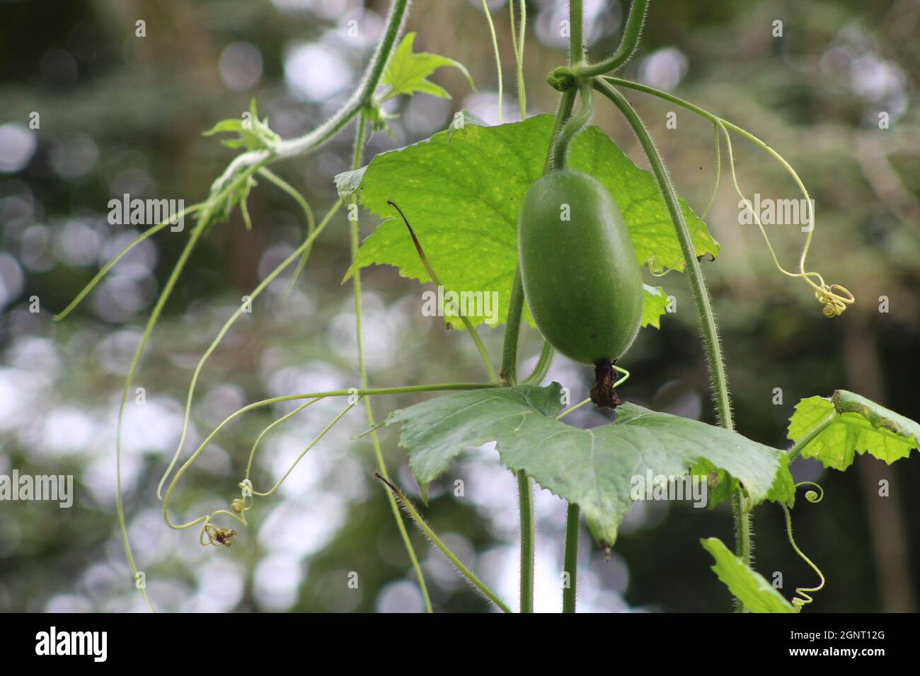 Ash gourd hi-res stock photography and images - Alamy