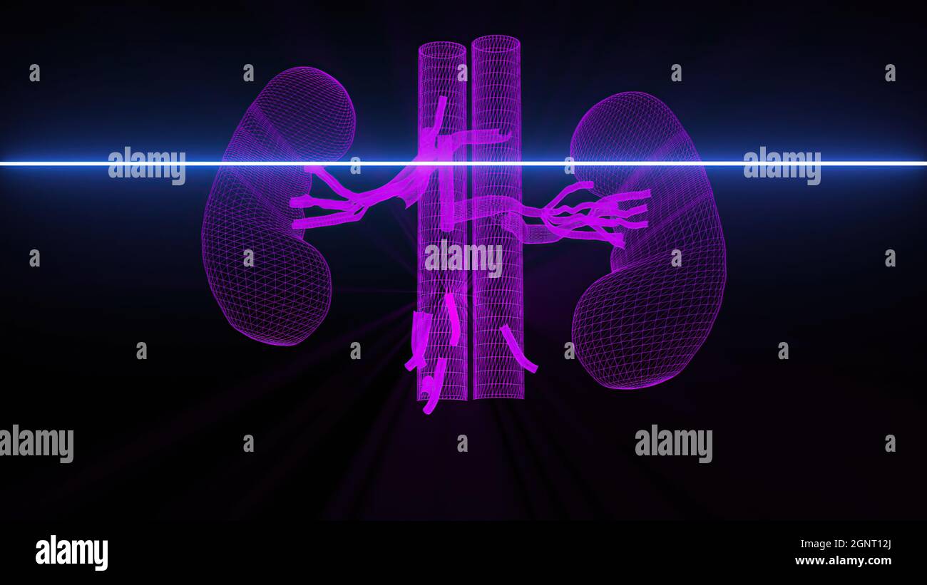 3d illustration - Medical scan of Kidneys Stock Photo - Alamy