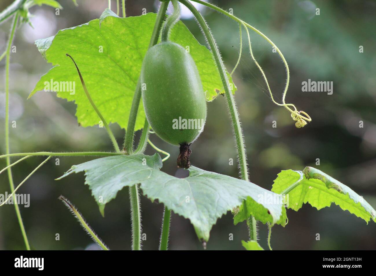 Ash gourd hanging hi-res stock photography and images - Alamy