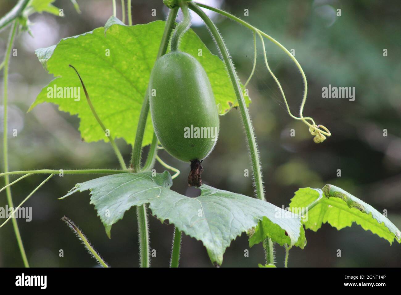 Ash gourd hanging hi-res stock photography and images - Alamy