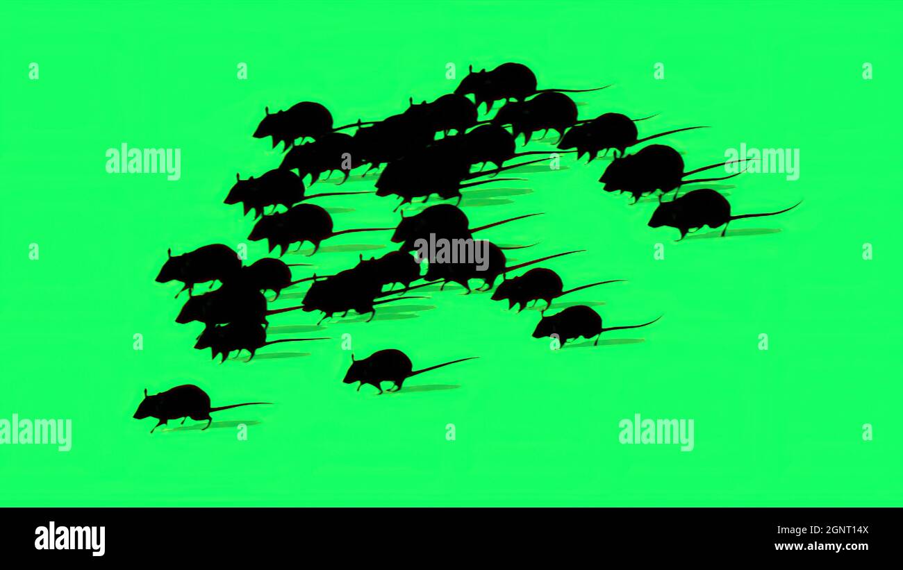 3d illustration - Rats Silhouette On Green Screen Stock Photo - Alamy