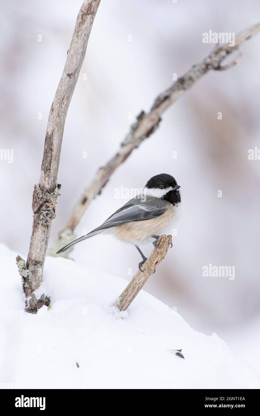 Chickadee winter hi-res stock photography and images - Alamy
