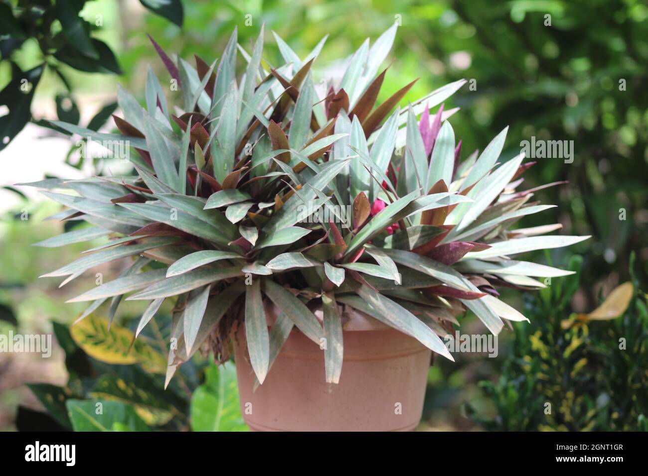 Ash gourd flower hi-res stock photography and images - Alamy