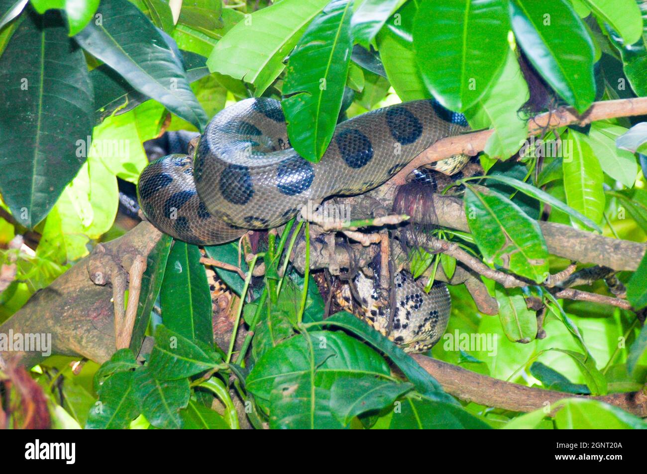 Tropical snake hi-res stock photography and images - Alamy