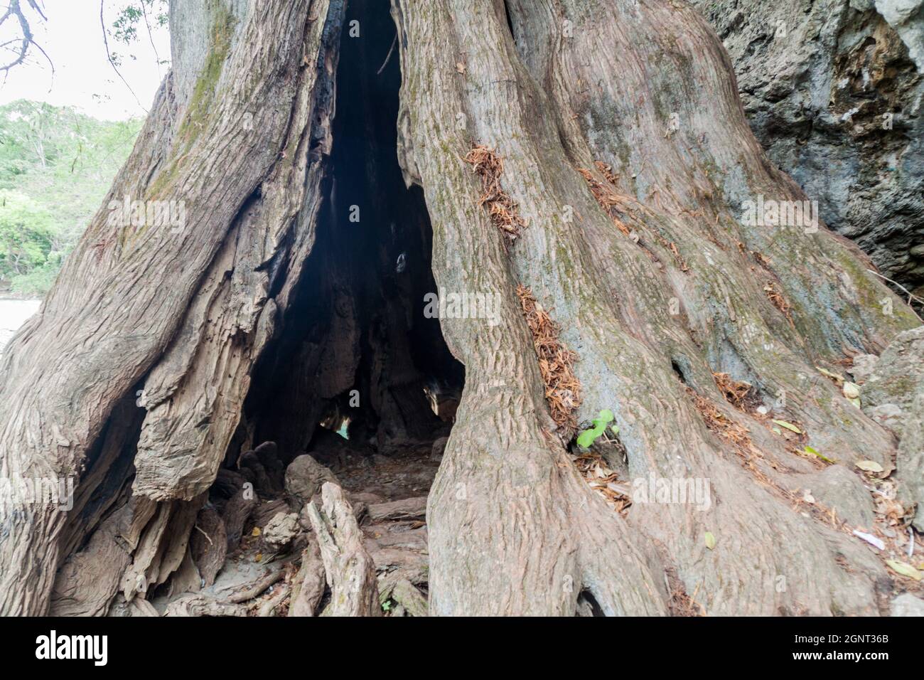 Taxodium mucronatum tule hi-res stock photography and images - Alamy