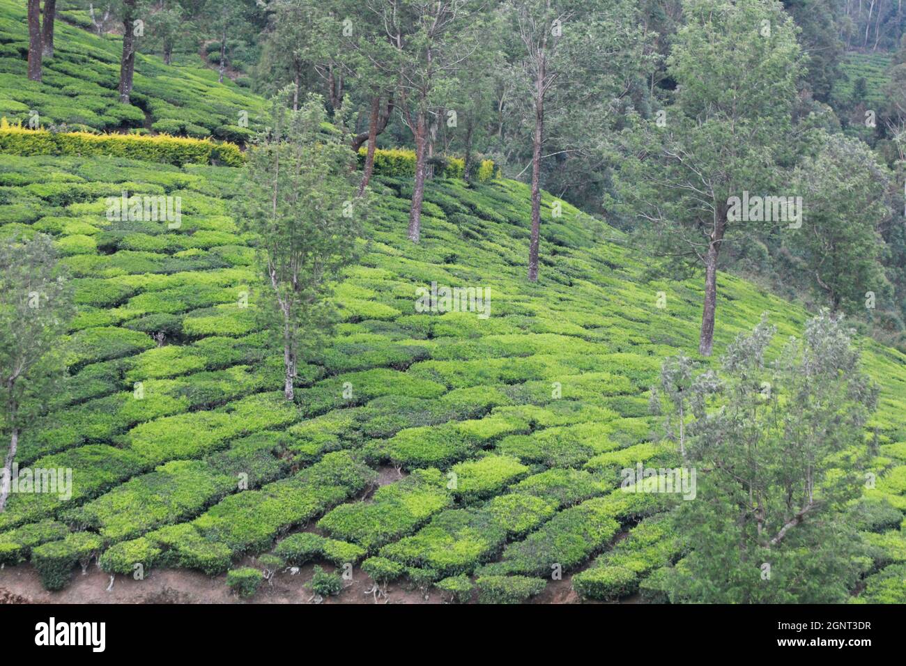 Beaitiful view of munnar tea estate in kerala Stock Photo - Alamy