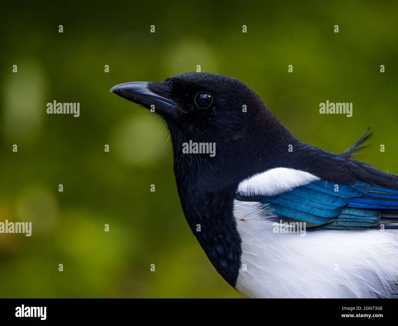 Magpie land hi-res stock photography and images - Alamy