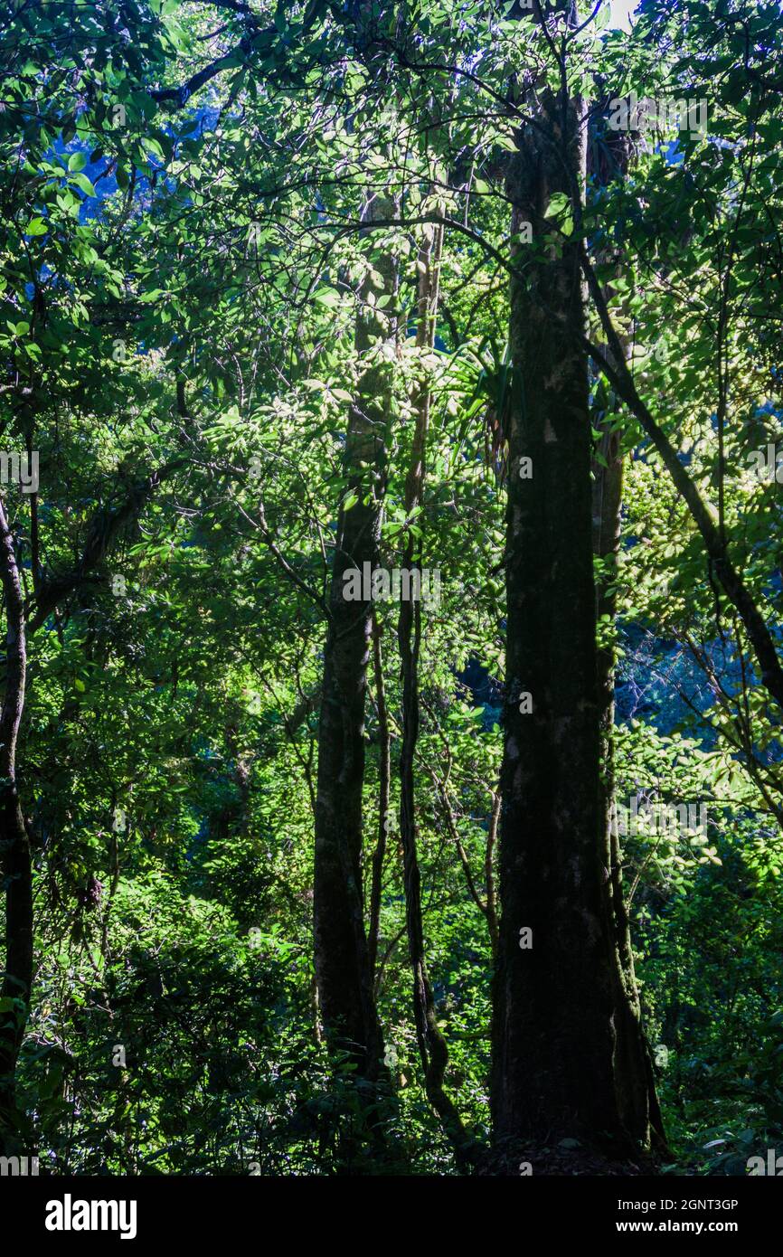 Guatemala forest in quetzaltenango hi-res stock photography and images ...