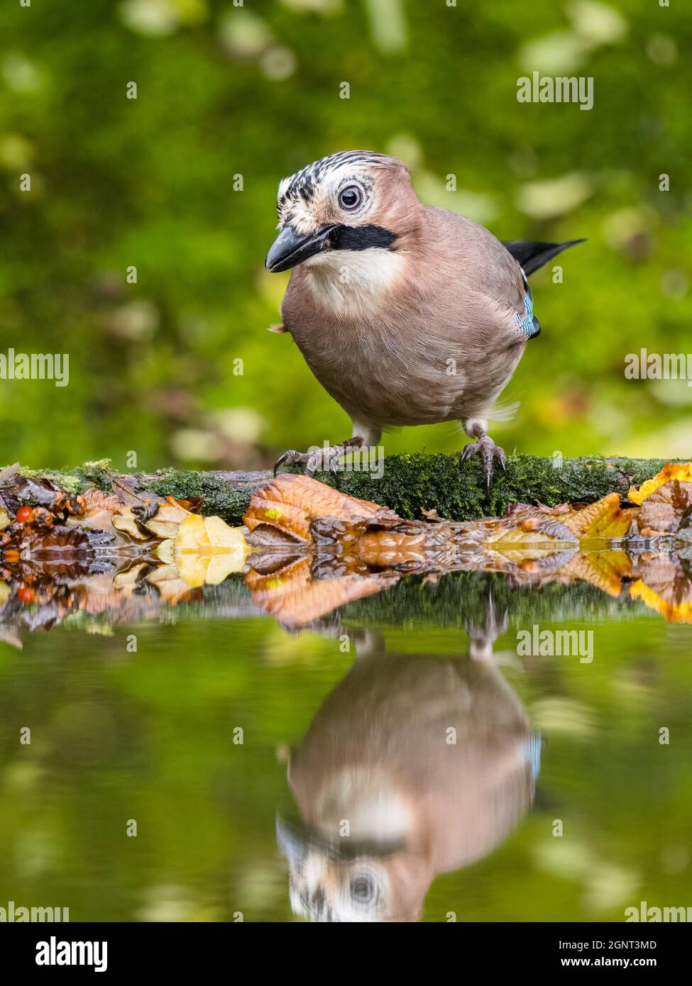Jay with reflection hi-res stock photography and images - Alamy