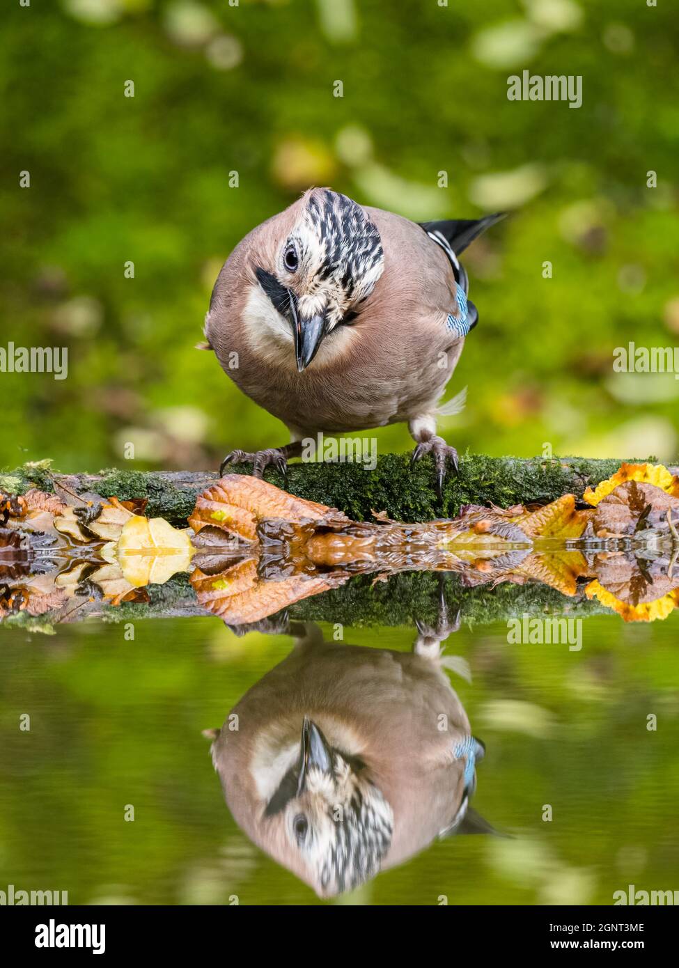 Jay and water reflection hi-res stock photography and images - Alamy