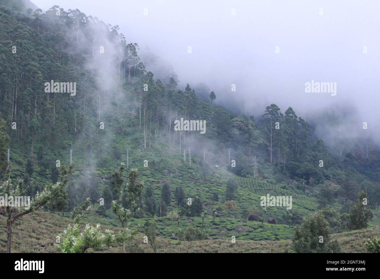 A view from Munnar Stock Photo - Alamy