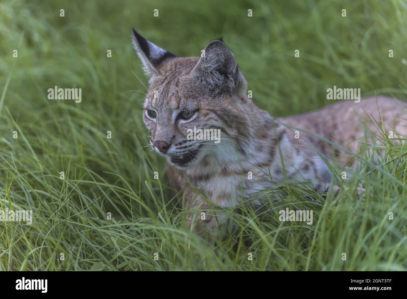 Bobcat lying on the green grass in the Everglades of Florida Stock ...
