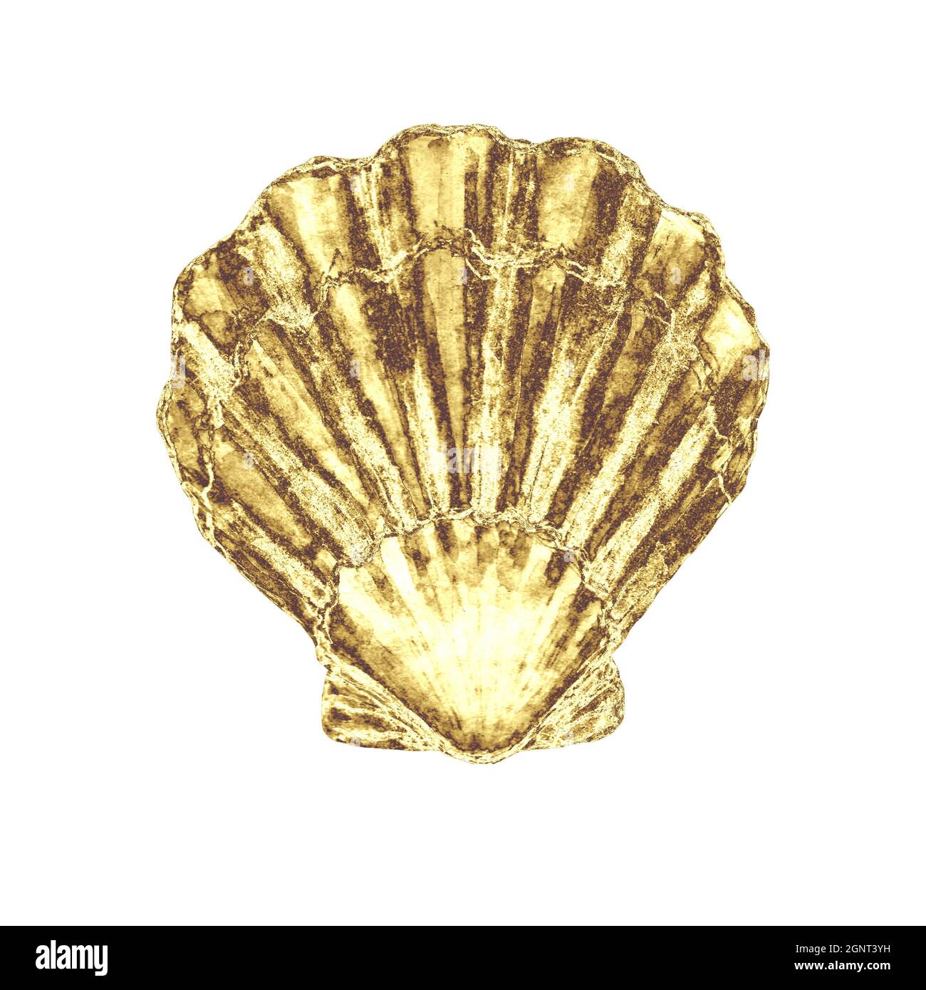 Seashell illustration. Hand drawn yellow golden color sea shell ...