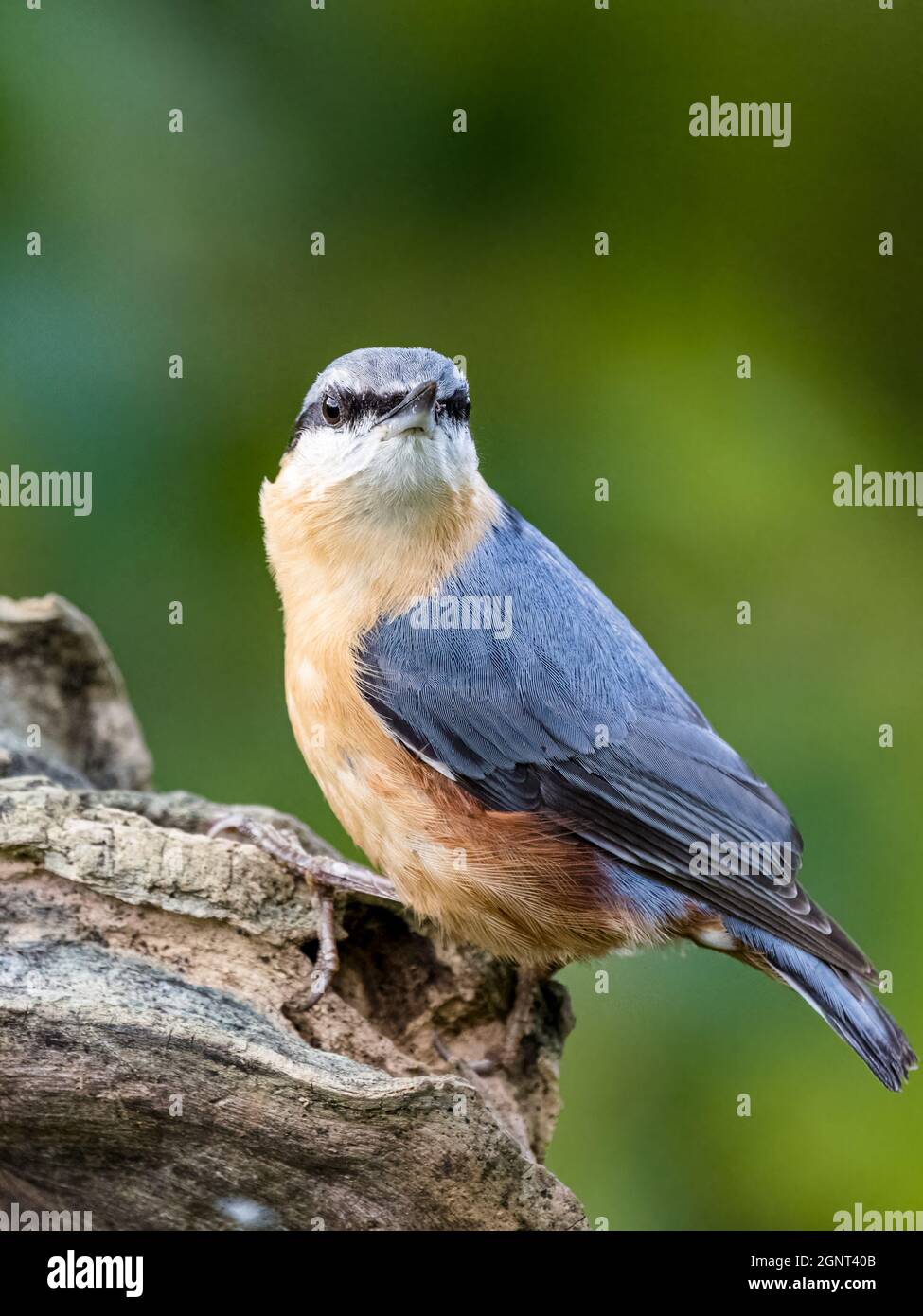 European avian species hi-res stock photography and images - Alamy