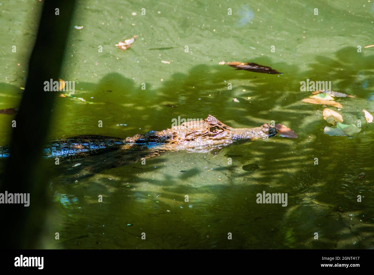 Spectacled caiman Caiman crocodilus in a pond near La Fortuna, Costa ...