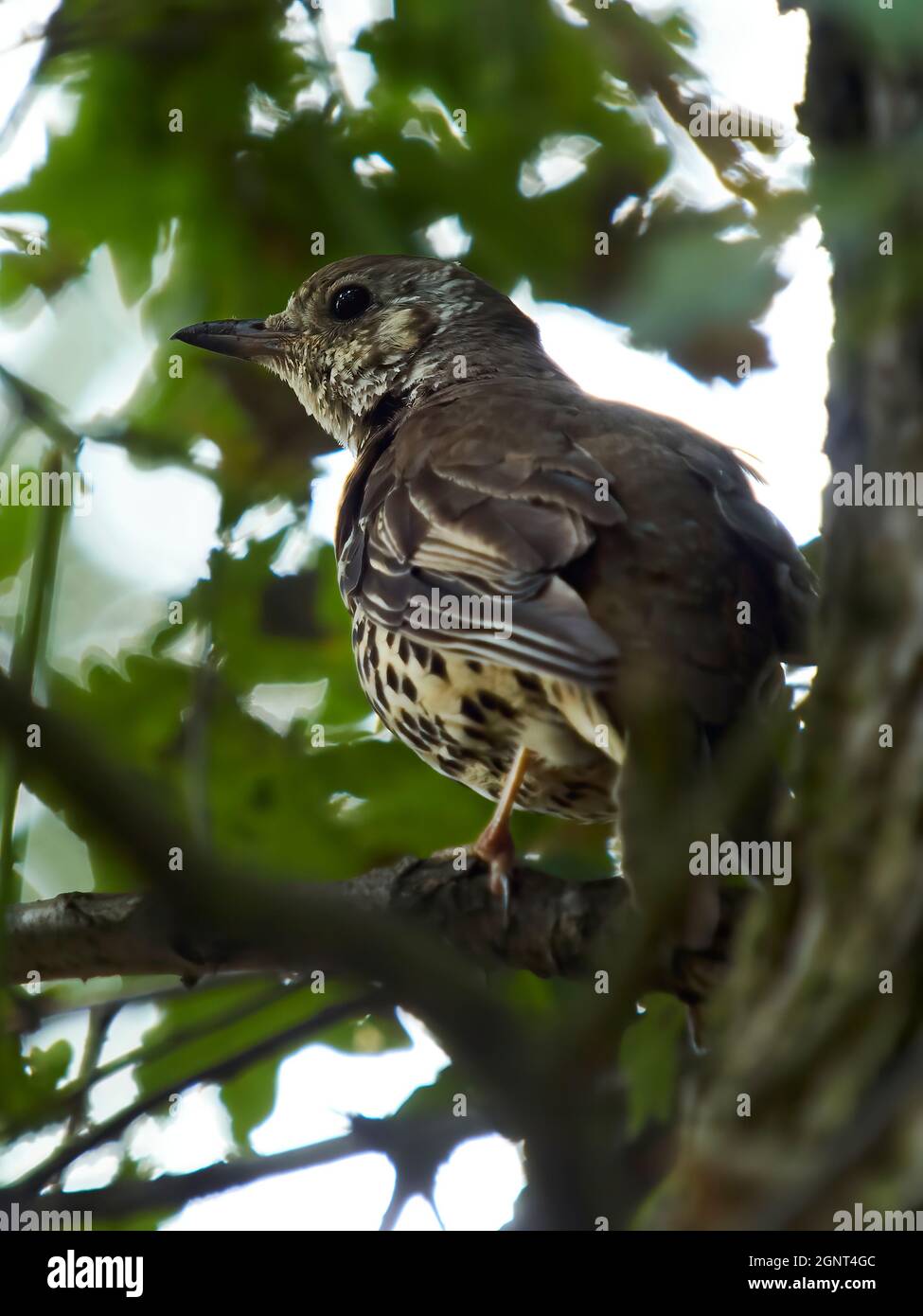 A mistle thrush, hidden amongst the leaves and branches of a tree ...