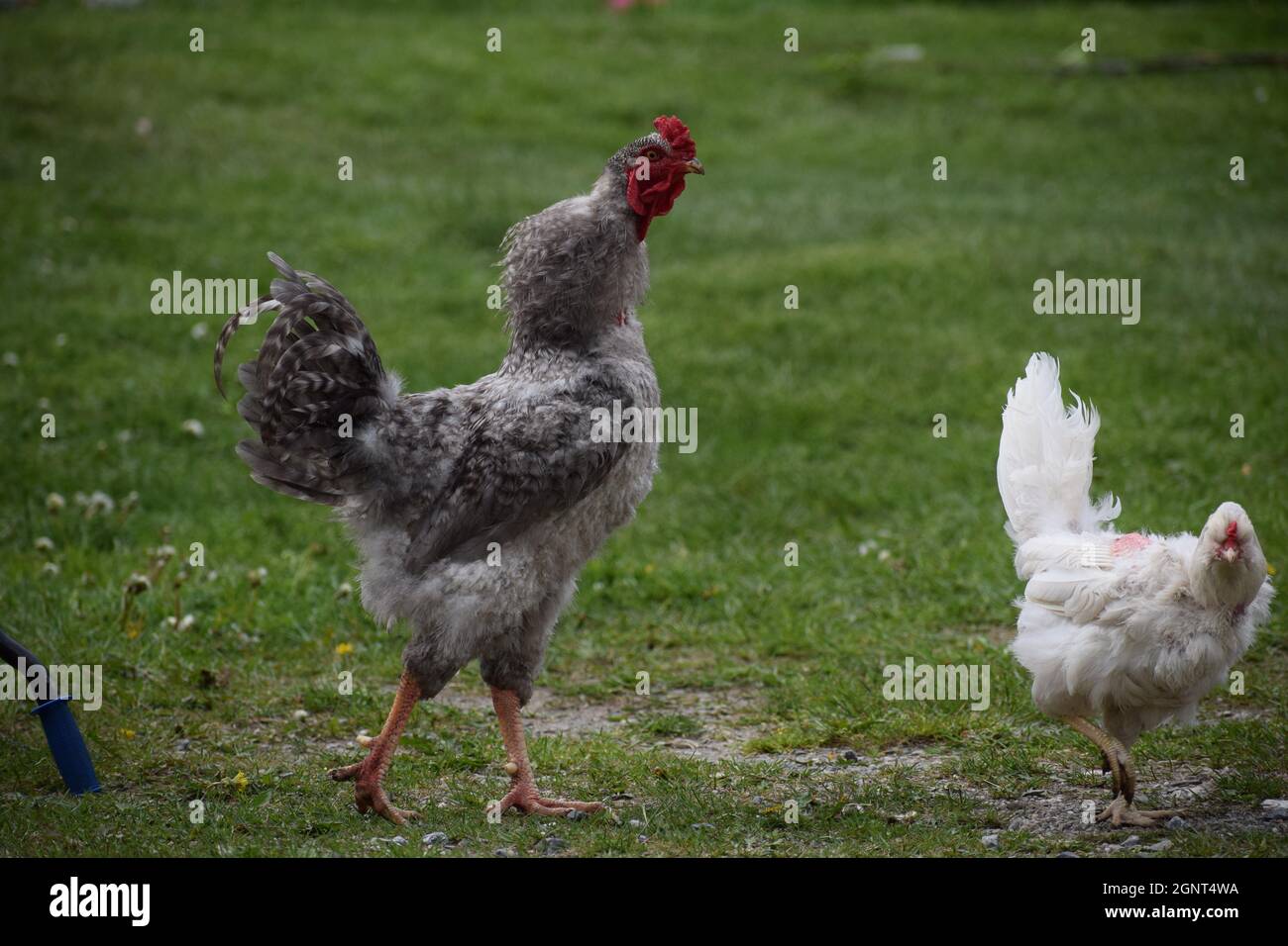 Rooster caring for chicken Stock Photo - Alamy