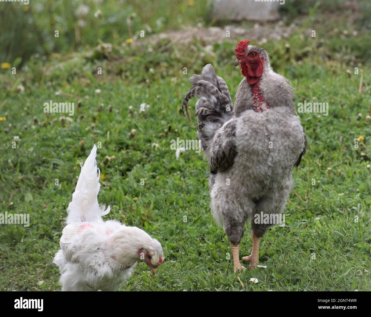 Rooster watching chicken Stock Photo - Alamy